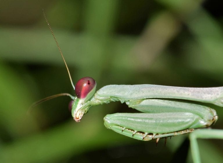Praying Mantis Facts | Eggs | Eat | Male vs Female | Hurt You