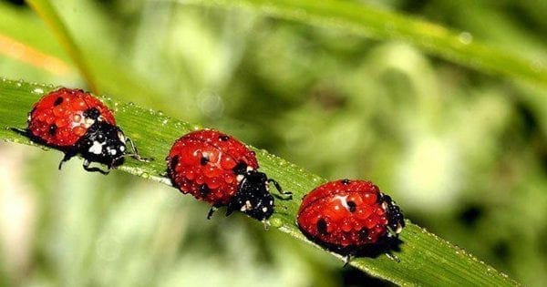 Ladybird Facts | Lady Bug | Beetle | Bugs | Bites | Eat