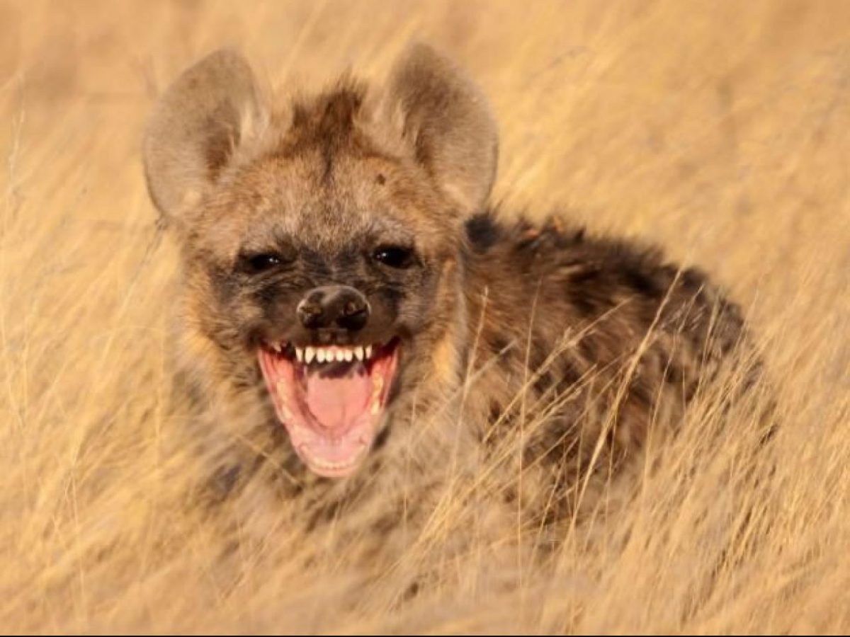 Female Hyena Facts | Laugh | Spotted | Striped | For Kids