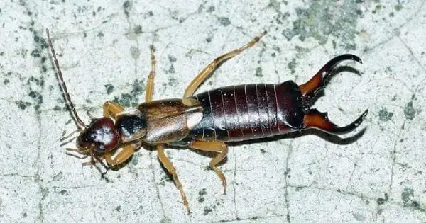 Earwigs Facts | Earwig Bug | Bite | Ear Wick | Get Rid Of