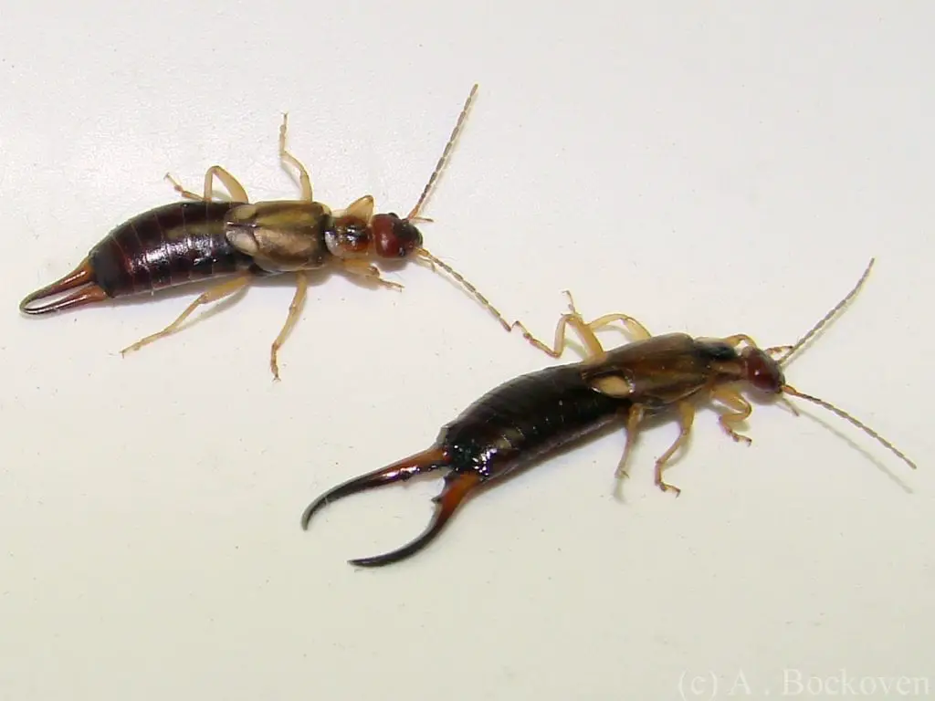 Earwigs Facts | Earwig Bug | Bite | Ear Wick | Get Rid Of