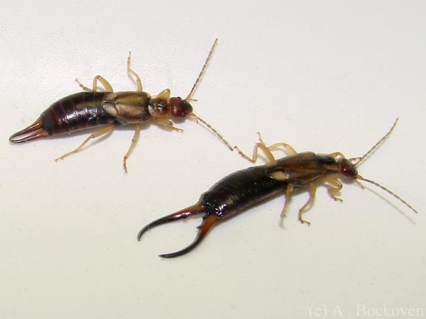 Earwigs Facts | Earwig Bug | Bite | Ear Wick | Get Rid Of