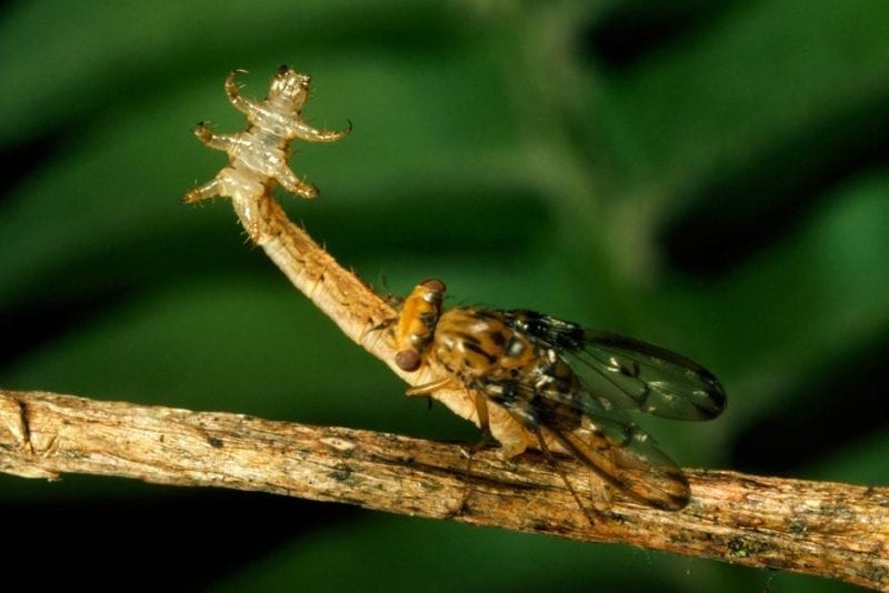 Facts About Caterpillars | Monarch | Poisonous | For Kids