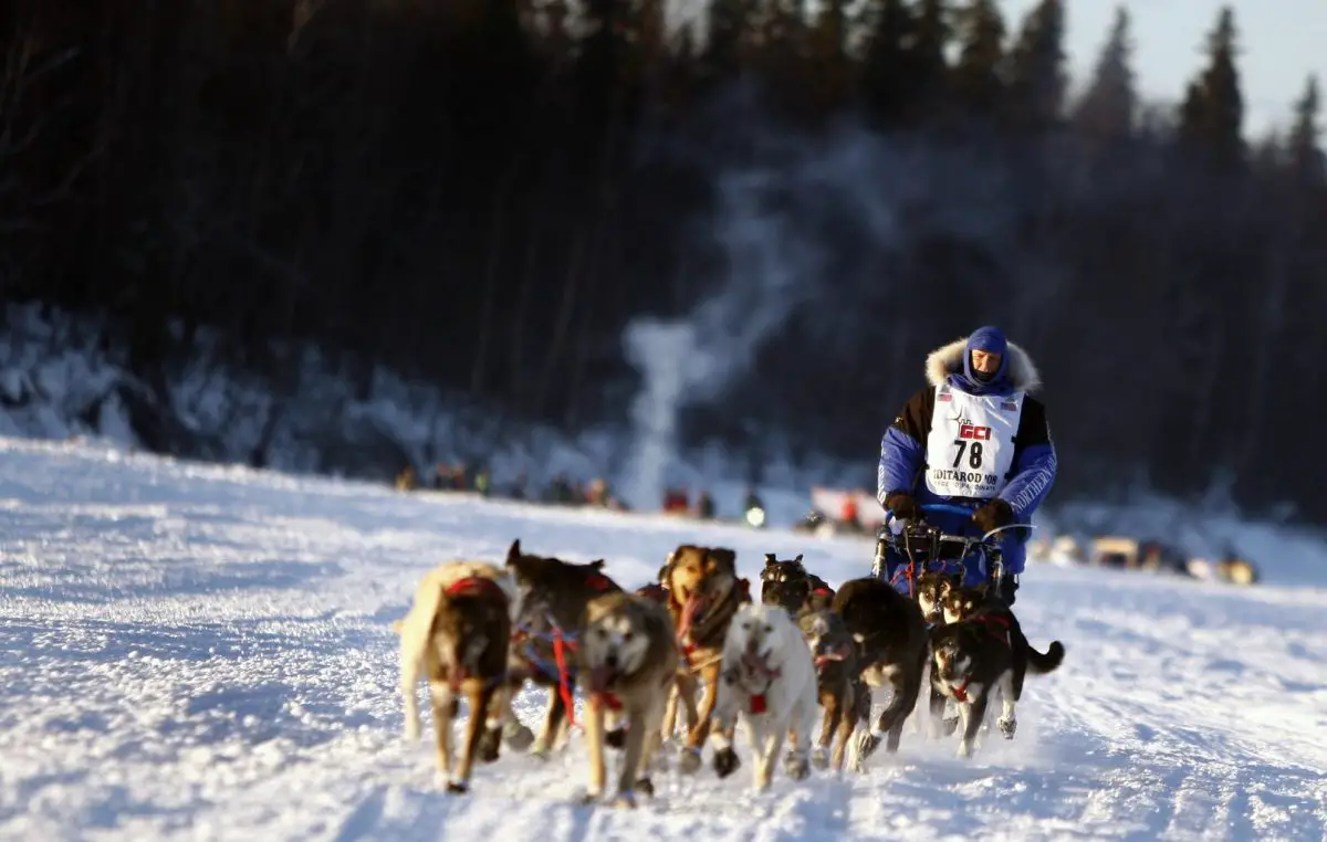 Iditarod Facts | Dogs | History | 2020 Results | Standings