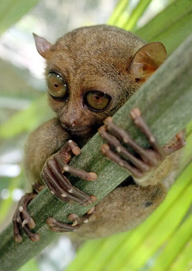 Tarsiers | Tarsier Facts | Philippine | Monkey