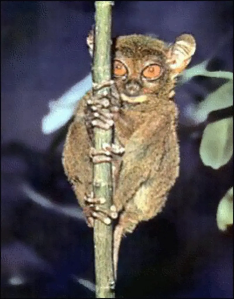 Tarsiers | Tarsier Facts | Philippine | Monkey