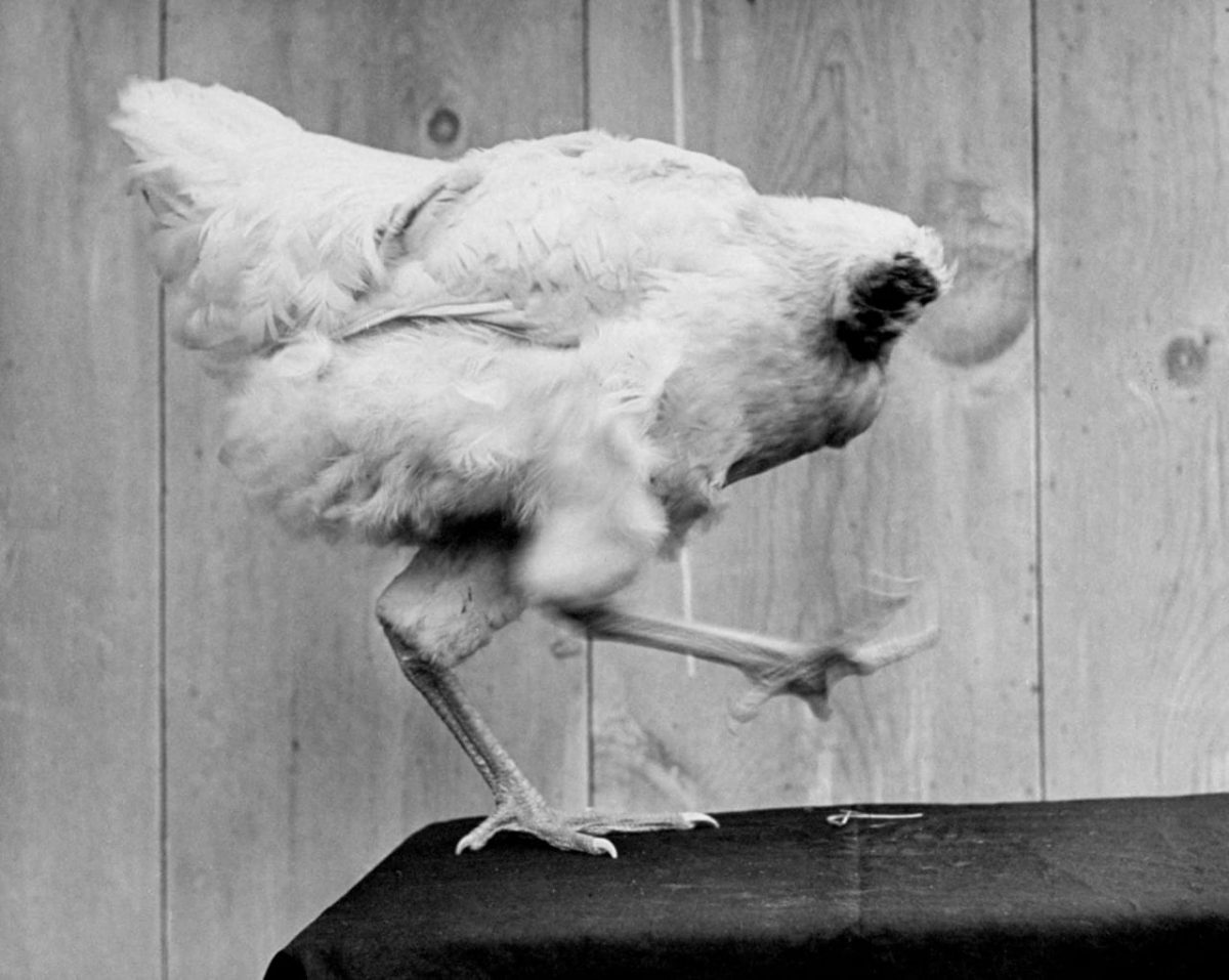 Mike: The Headless Chicken