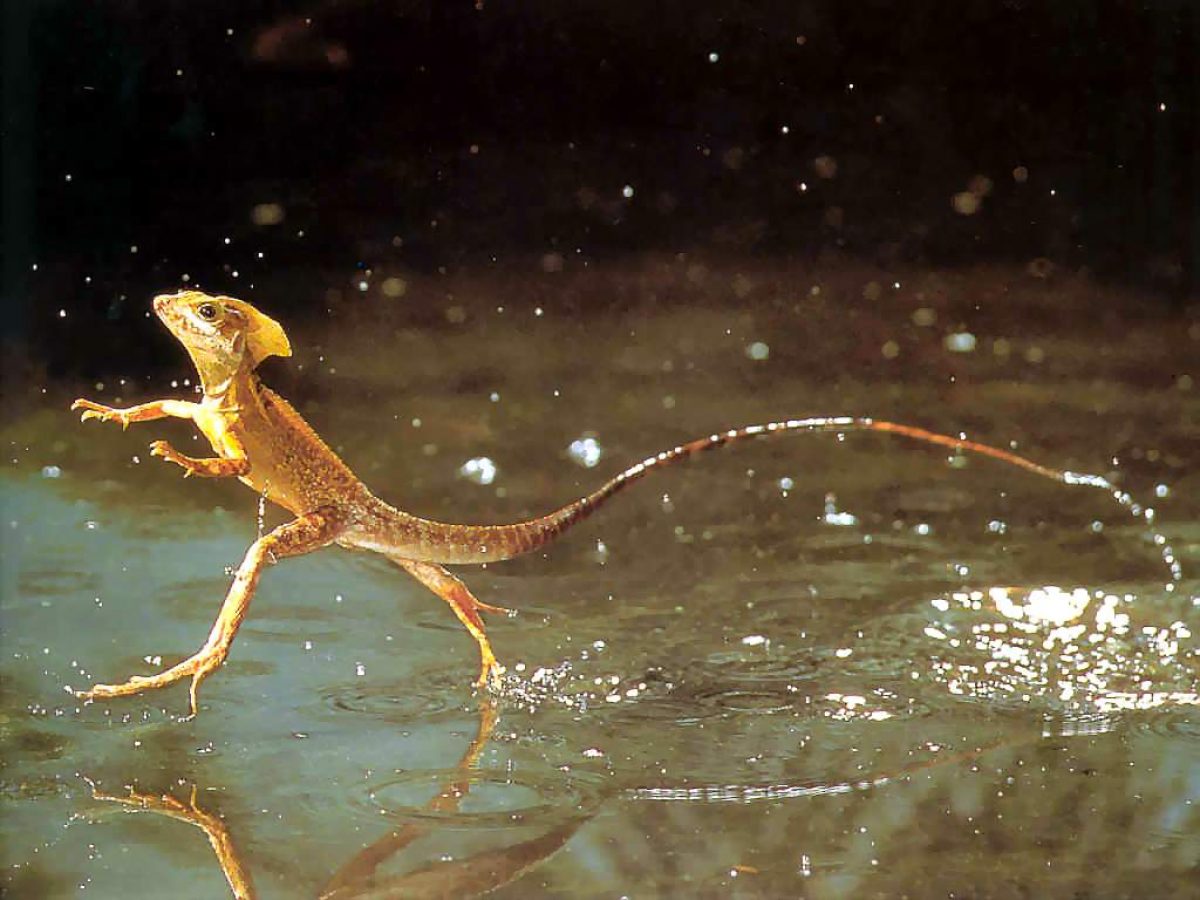 Jesus Christ Lizard | Habitat | Video | Basalisk | Animal