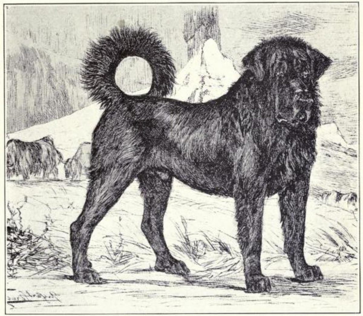 Tibetan Mastiff Facts | Price | Images | Lifespan | Full grown