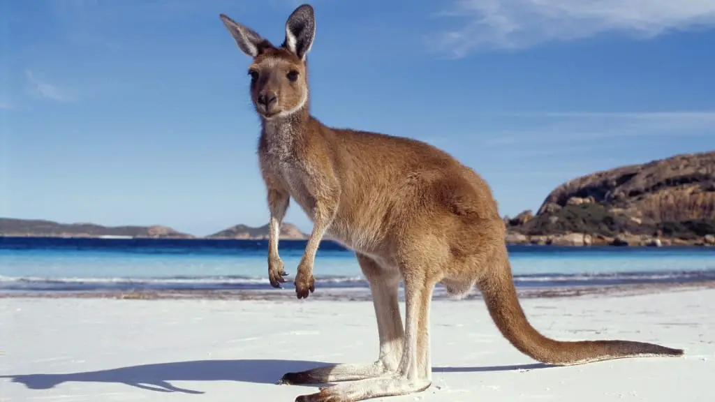 Kangaroo Facts | What Do Kangaroos Eat | Grass | Swim