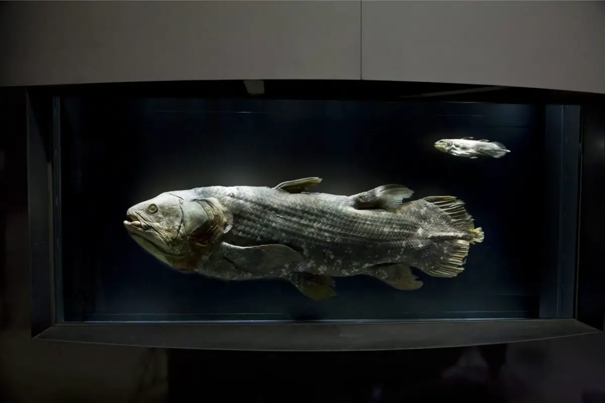 Coelacanth Fish | Coelacanths | Facts