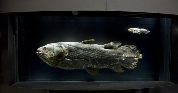 Coelacanth Fish | Coelacanths | Facts