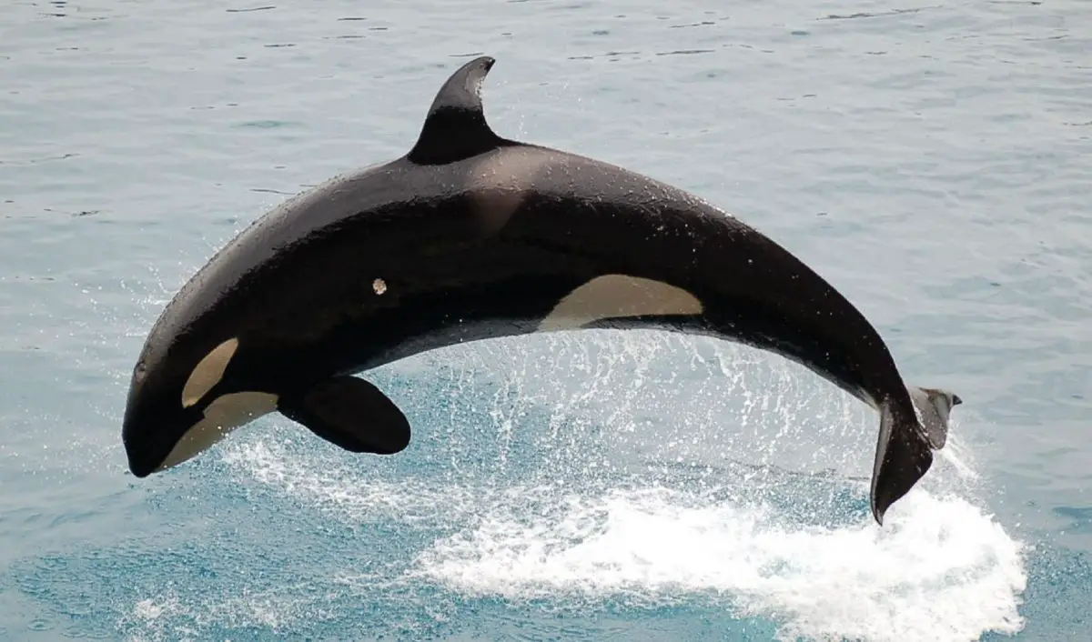 Killer Whale Facts | Attacks | Eats Shark | Orca