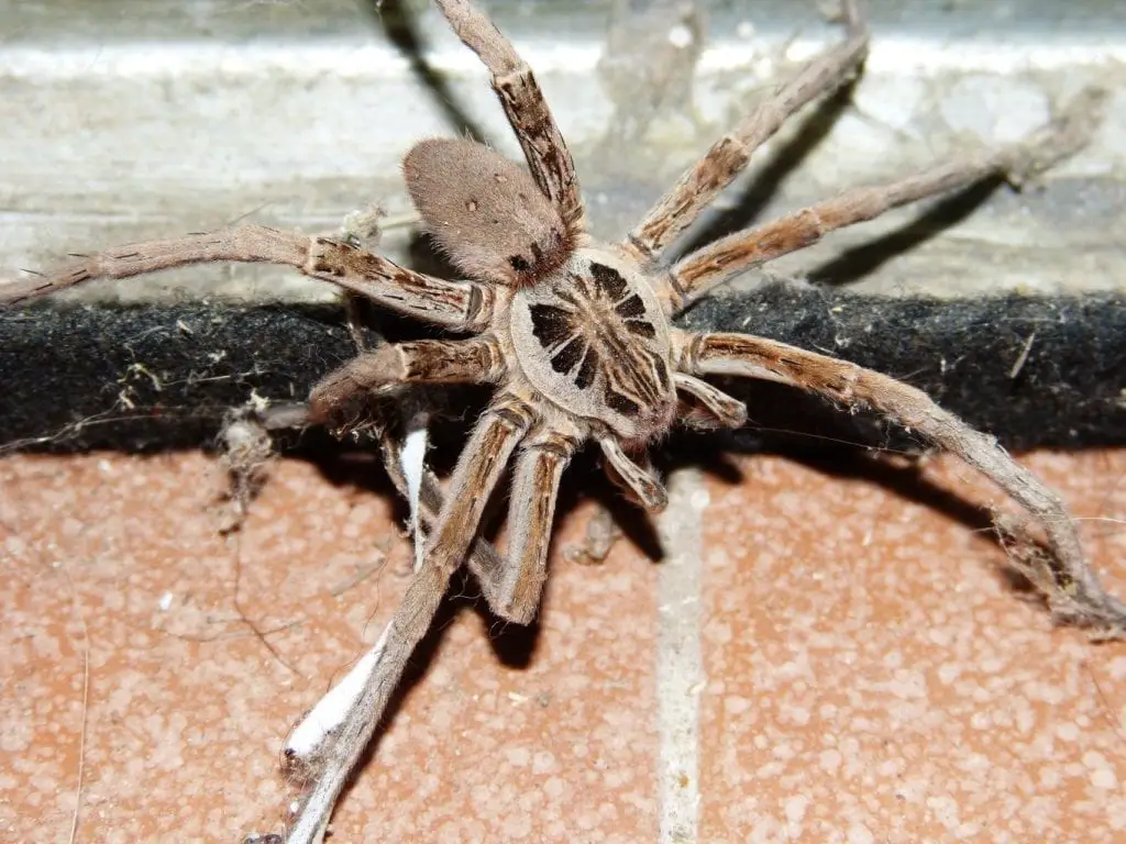 Wolf Spider Facts | Lifespan | Pics | Eyes | Biggest | Bite