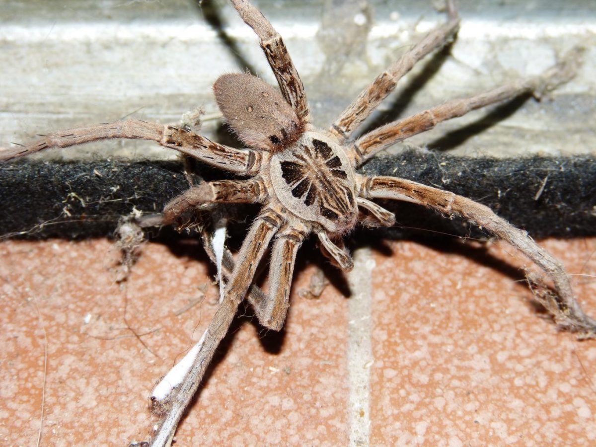 Wolf Spider Facts | Lifespan | Pics | Eyes | Biggest | Bite