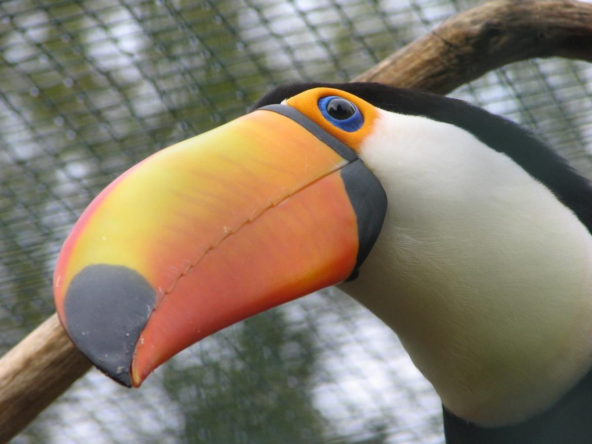 Toucan Facts | Species | Tan | Rescue Ranch | Lion King