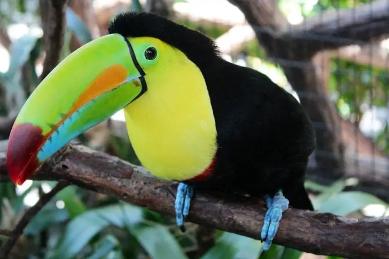 Toucan Facts | Species | Tan | Rescue Ranch | Lion King
