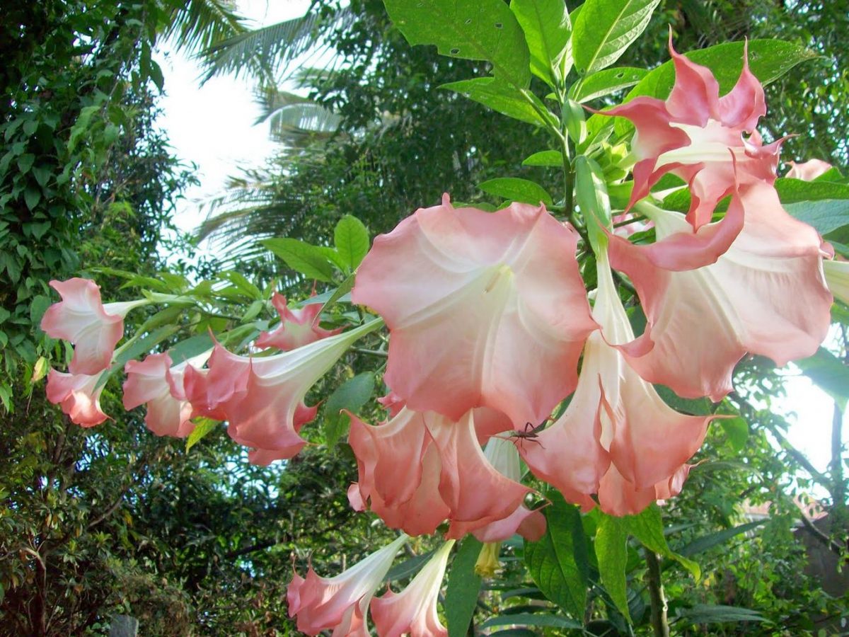 Scopolamine Facts | Patch | Drug | Devils Breathe