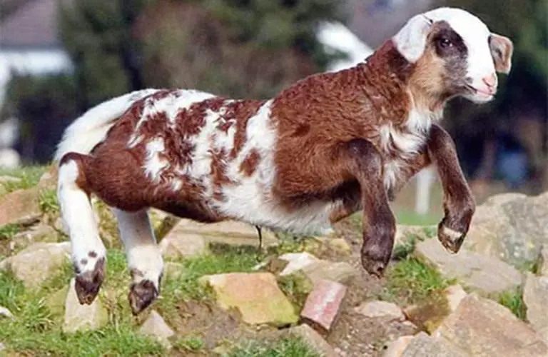 Geep | Goat Sheep Hybrid | Animal | Definition | Image