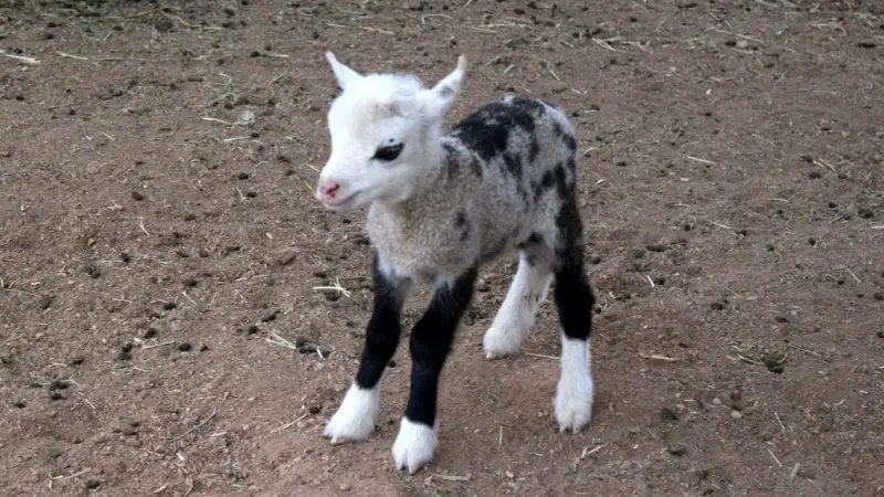 Geep | Goat Sheep Hybrid | Animal | Definition | Image