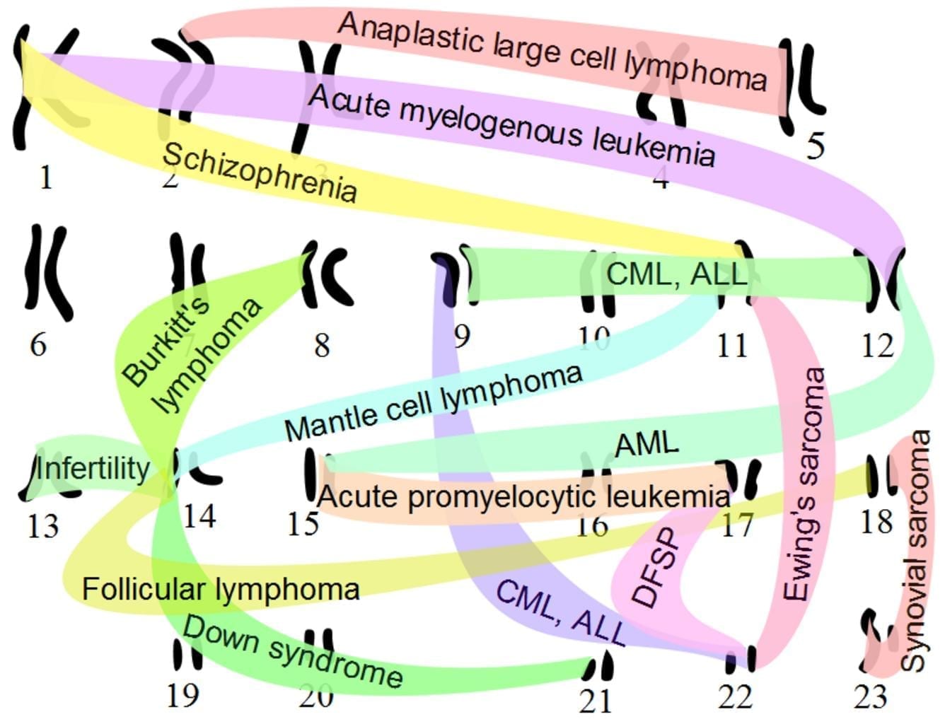 Interesting Facts About Chromosomes | For Kids | How Many