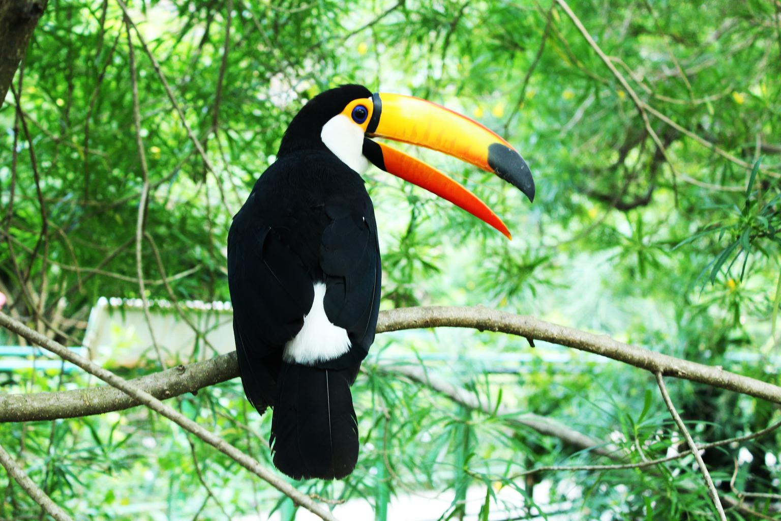 Toucan Facts | Species | Tan | Rescue Ranch | Lion King