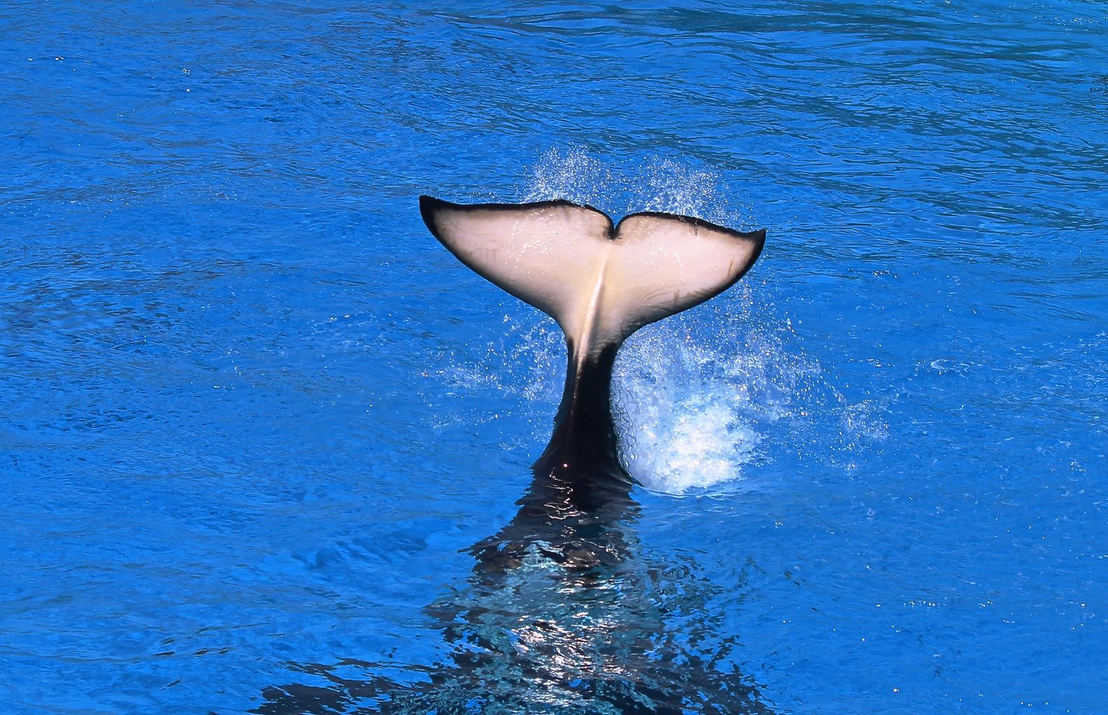 Interesting Facts About Whales