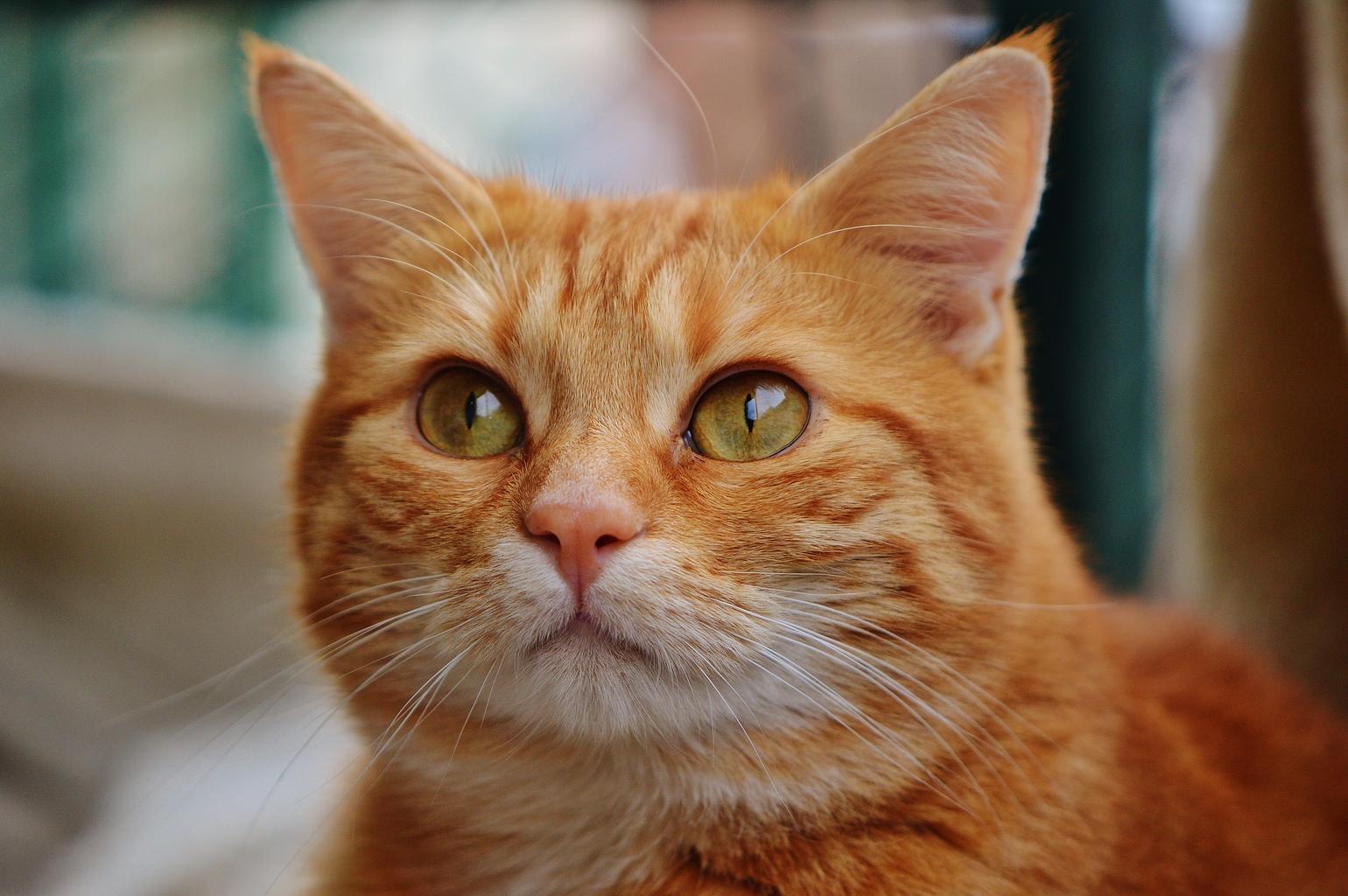 Interesting Facts About Cats Fun Facts For Kids Interesting Facts About Cats Fun Facts For Kids