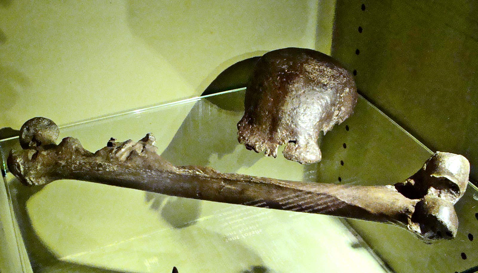 Evidence in Java says humans and Homo erectus didn’t overlap Evidence in Java says humans and Homo erectus didn’t overlap