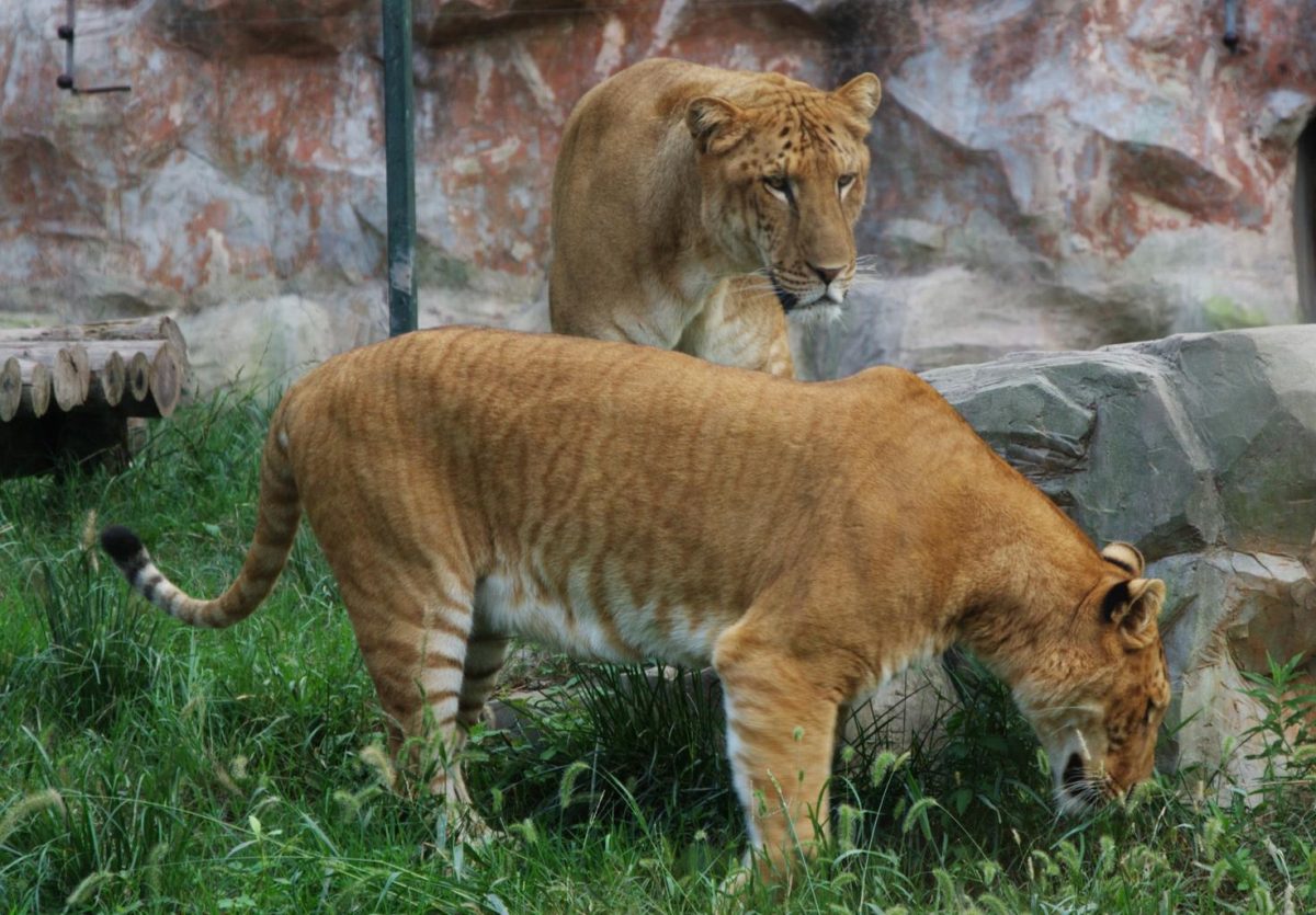 Ligers | Liger Pictures | Hercules | Frankencats | Images